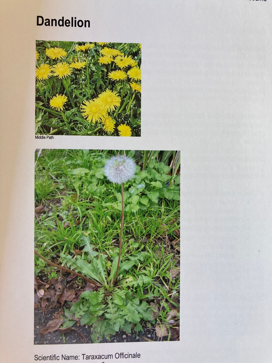 Edible Weeds & Garden Plants of Melbourne by Pozzi, Doris – Golden Bowl ...