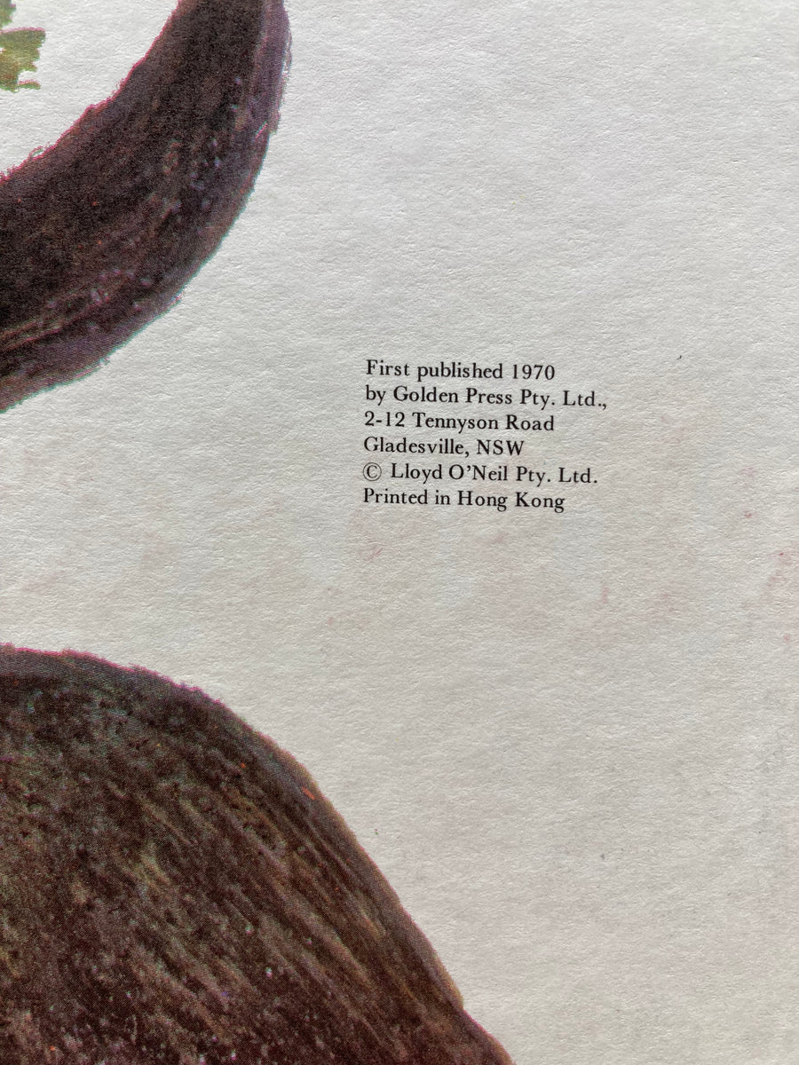 Bobuck The Mountain Possum – Golden Bowl Books. ABN 52945172945